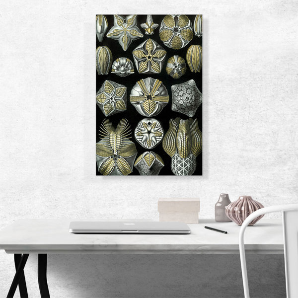 ARTCANVAS Blastoidea Sea Buds On Canvas by Ernst Haeckel Print ...