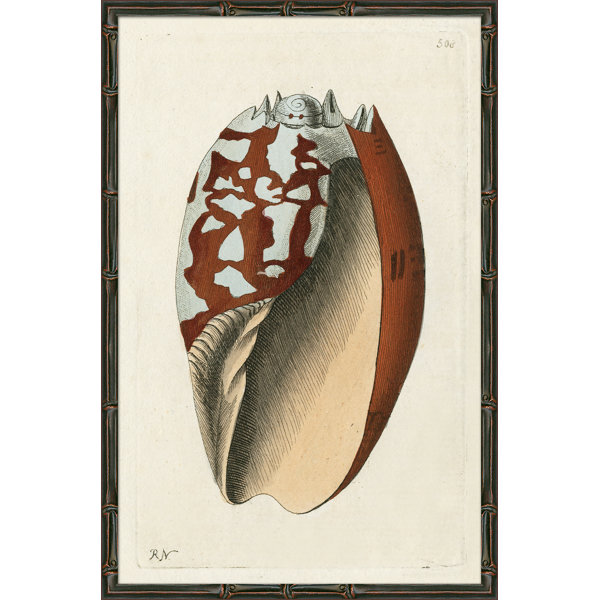 Soicher-Marin Sea Shell Giclee Print | Perigold