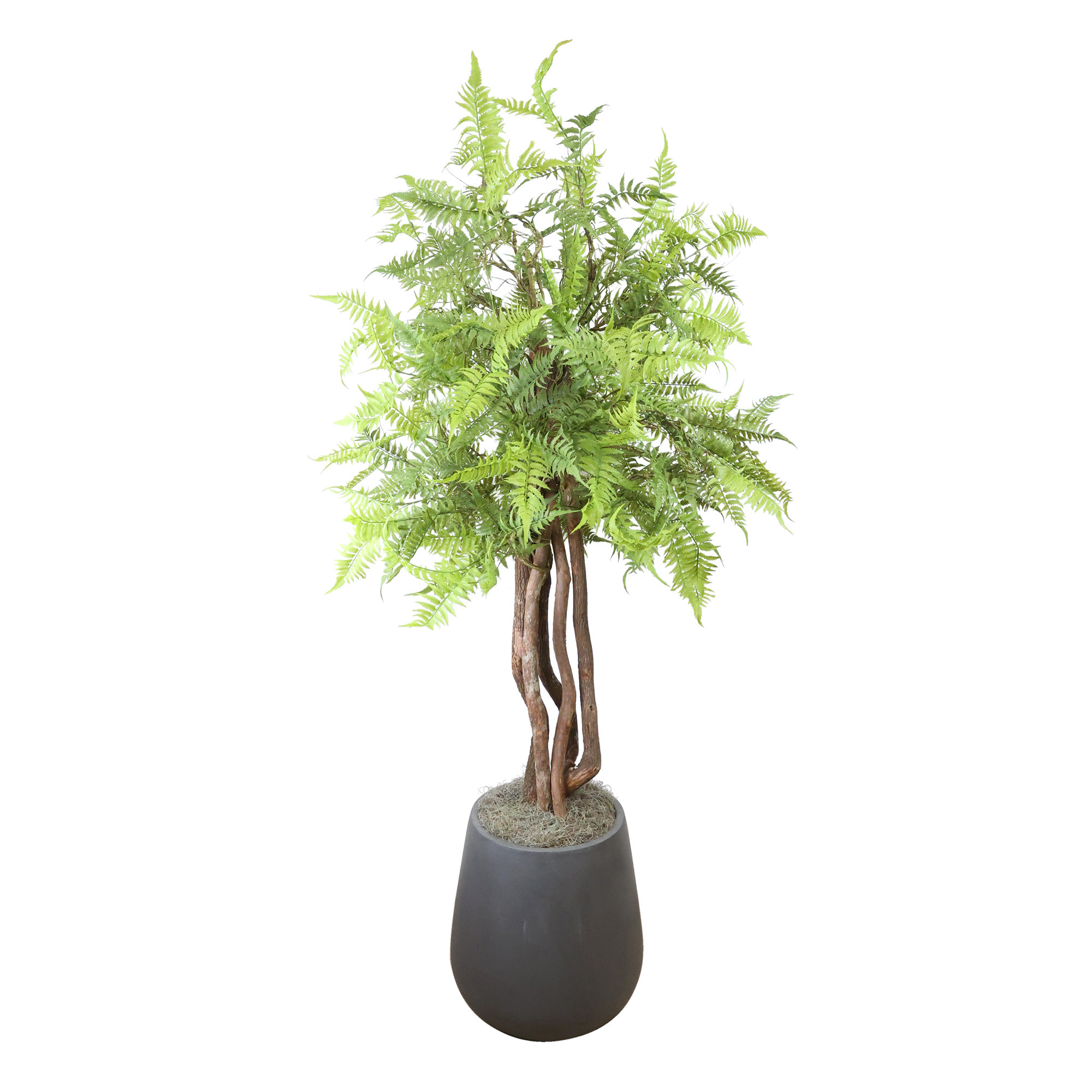 Creative Displays, Inc. Manila Mountain Fern Tree in Fiberstone Pot ...