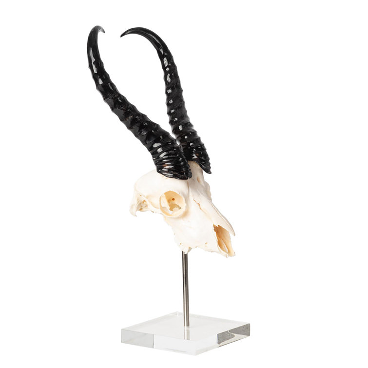 Ngala Trading Co. Mounted Springbok Skull | Perigold