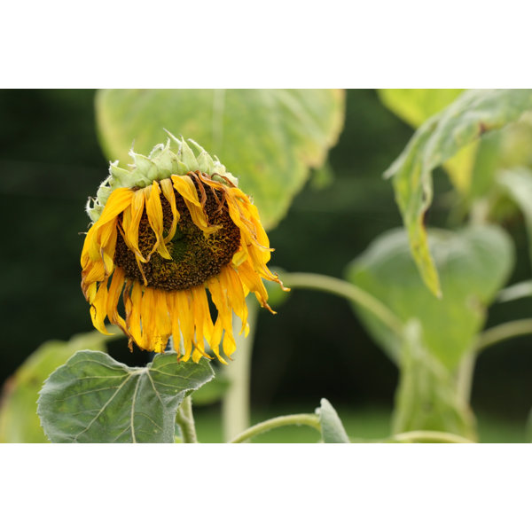 Gracie Oaks Venesha Wither Sunflower On Canvas by Enrouteksm Photograph ...