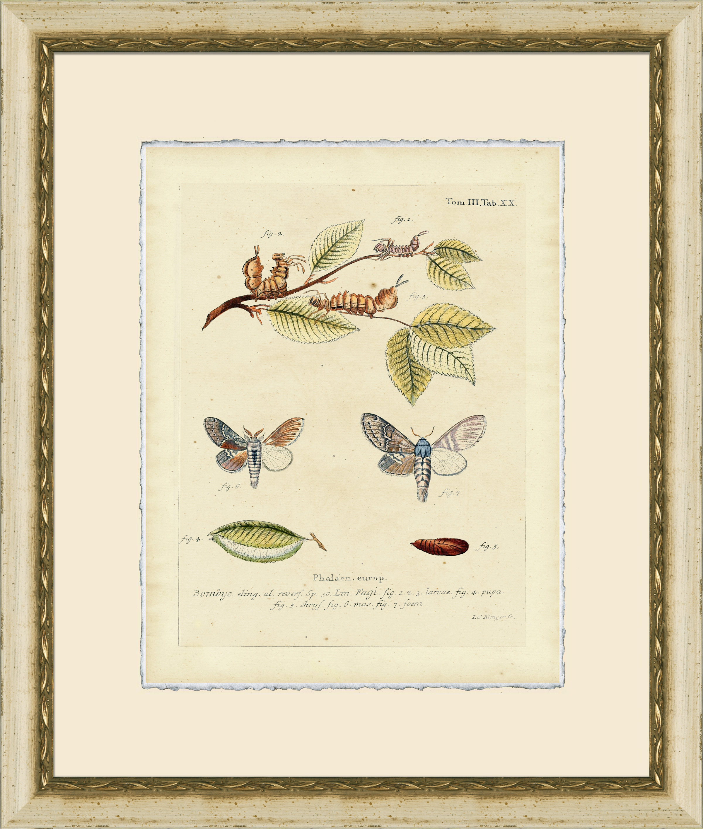Wendover Art Group Small Moth Study V - Picture Frame Print on Paper ...