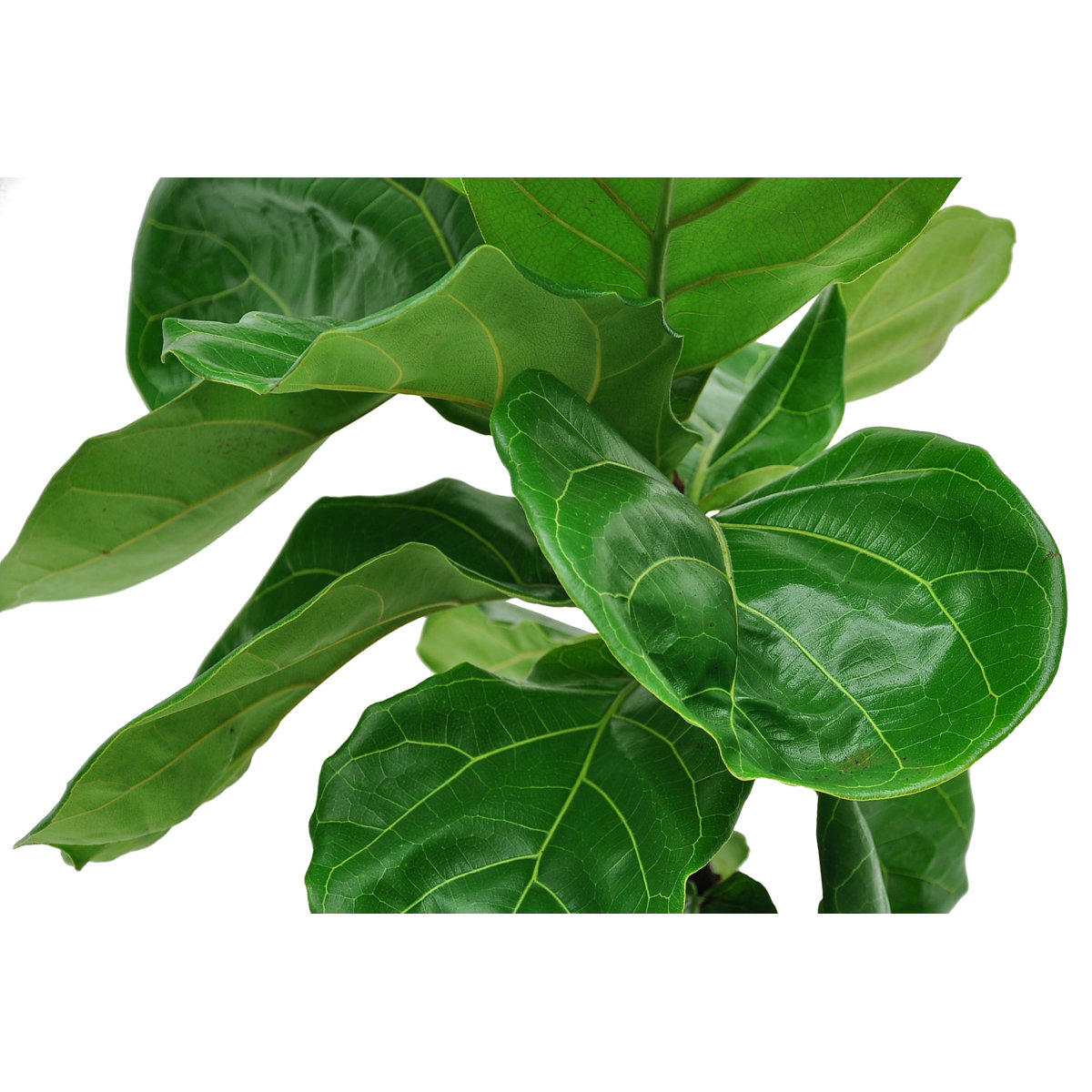Costa Farms Indoor Fiddle Leaf Fig Ficus Lyrata Standard House Plant in ...