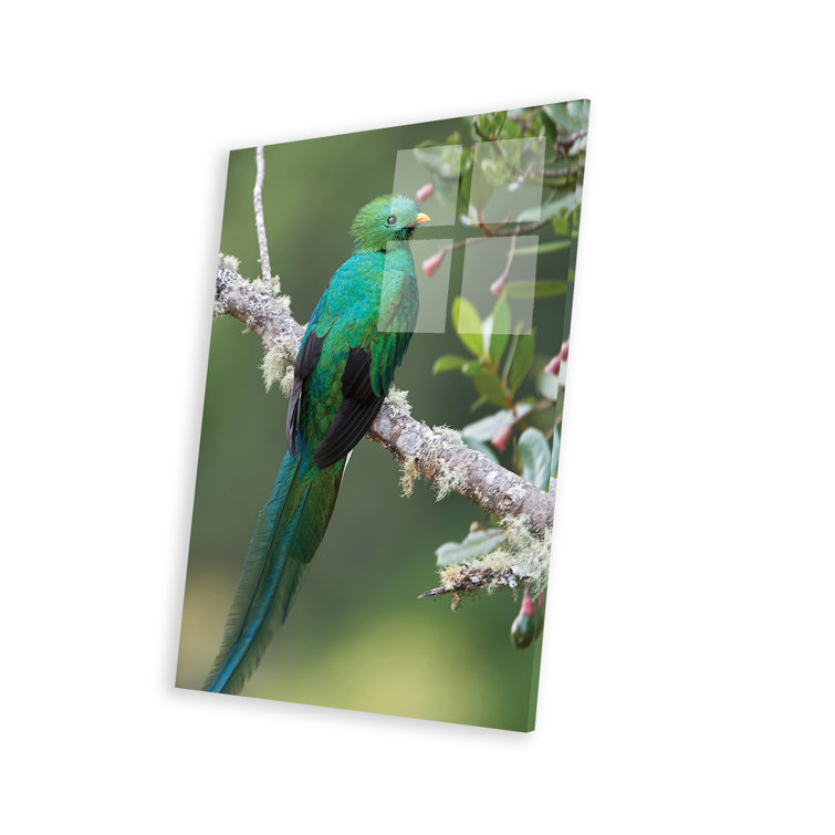 Ebern Designs Resplendent Quetzal Male, Costa Rica II Print On Acrylic ...