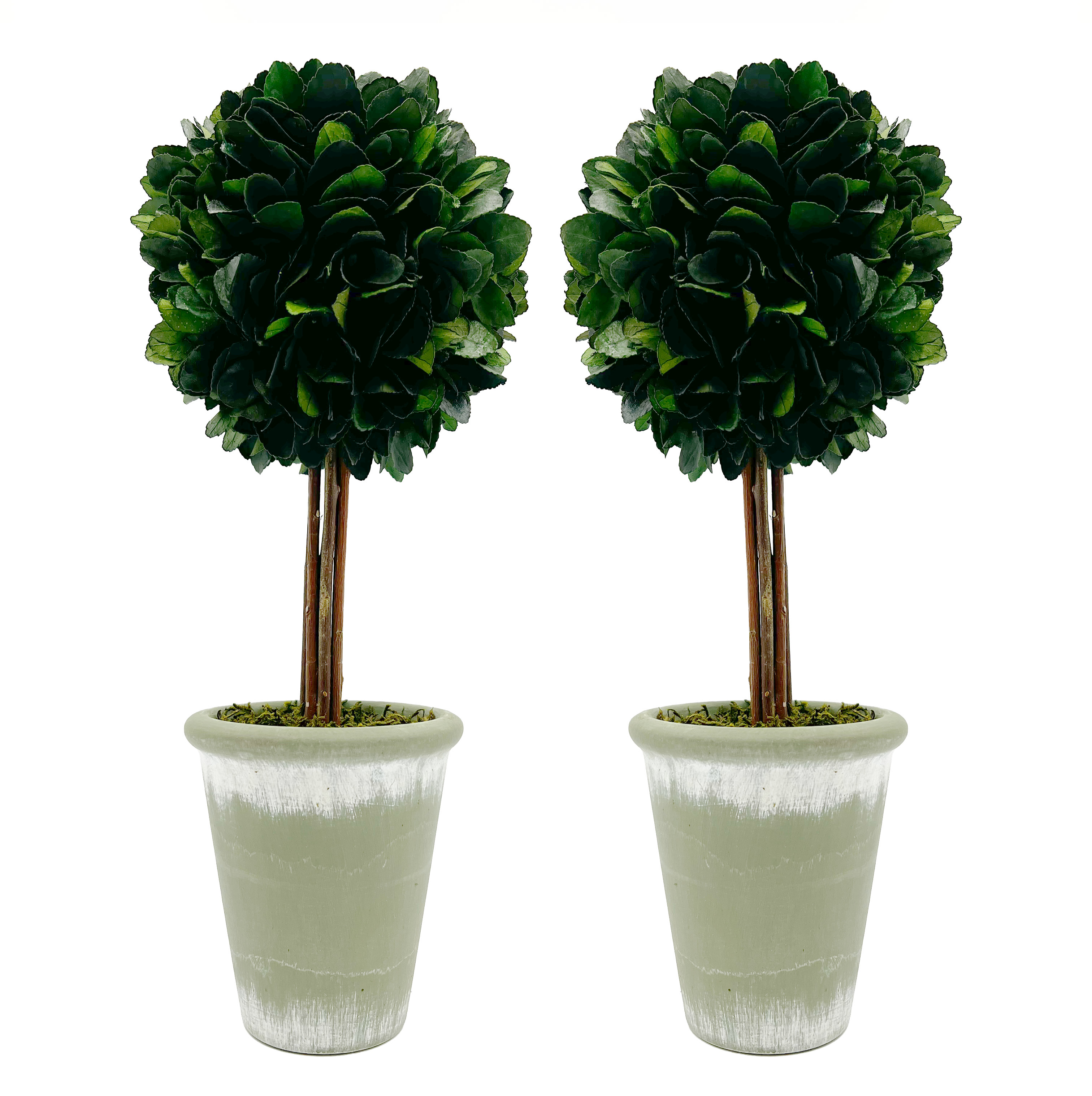 Bergamo Art Pair of 17" Preserved Boxwood Ball Topiary Plants in Pots ...