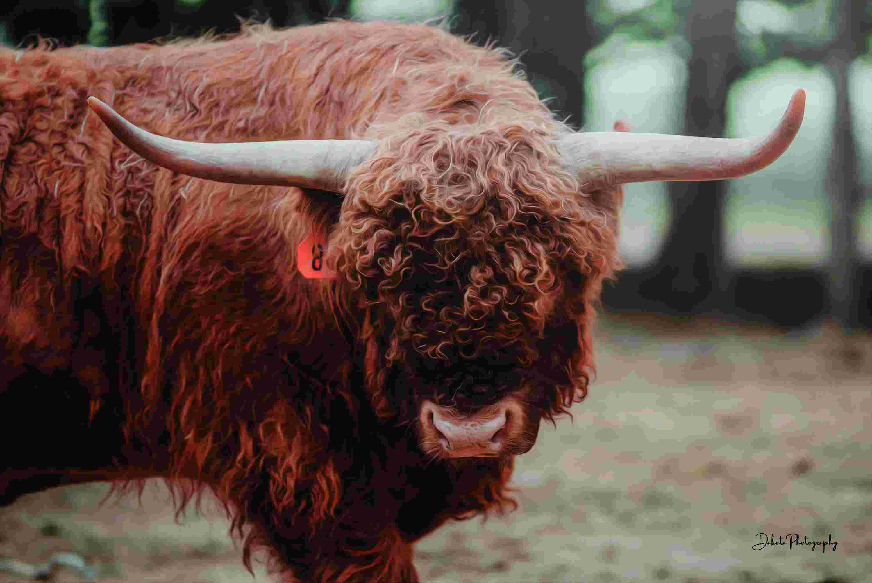 Foundry Select The Bull Look 2886329 - Wayfair Canada