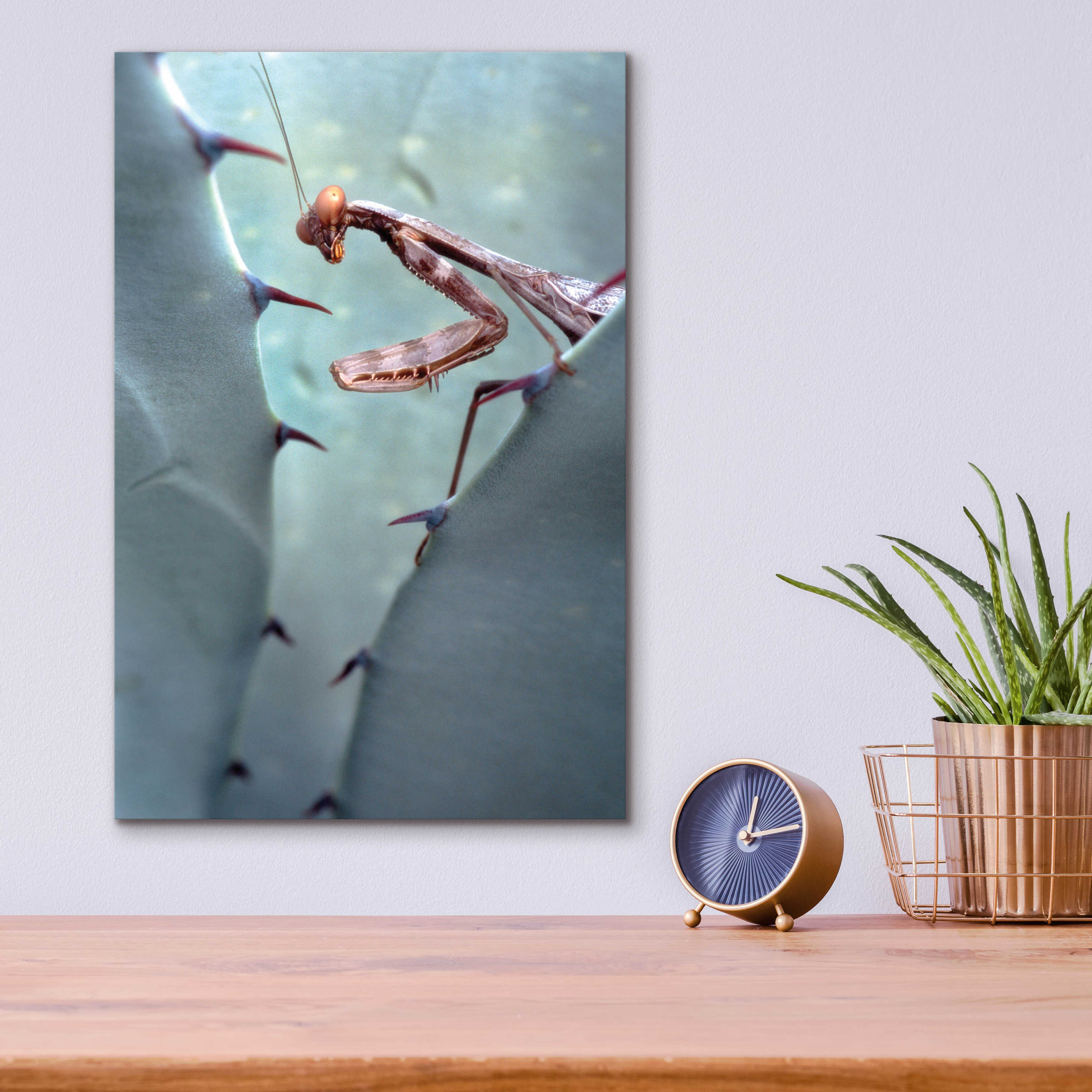 Latitude Run® ''Mantis Agave'' By Thomas Haney, Acrylic Glass Wall Art ...