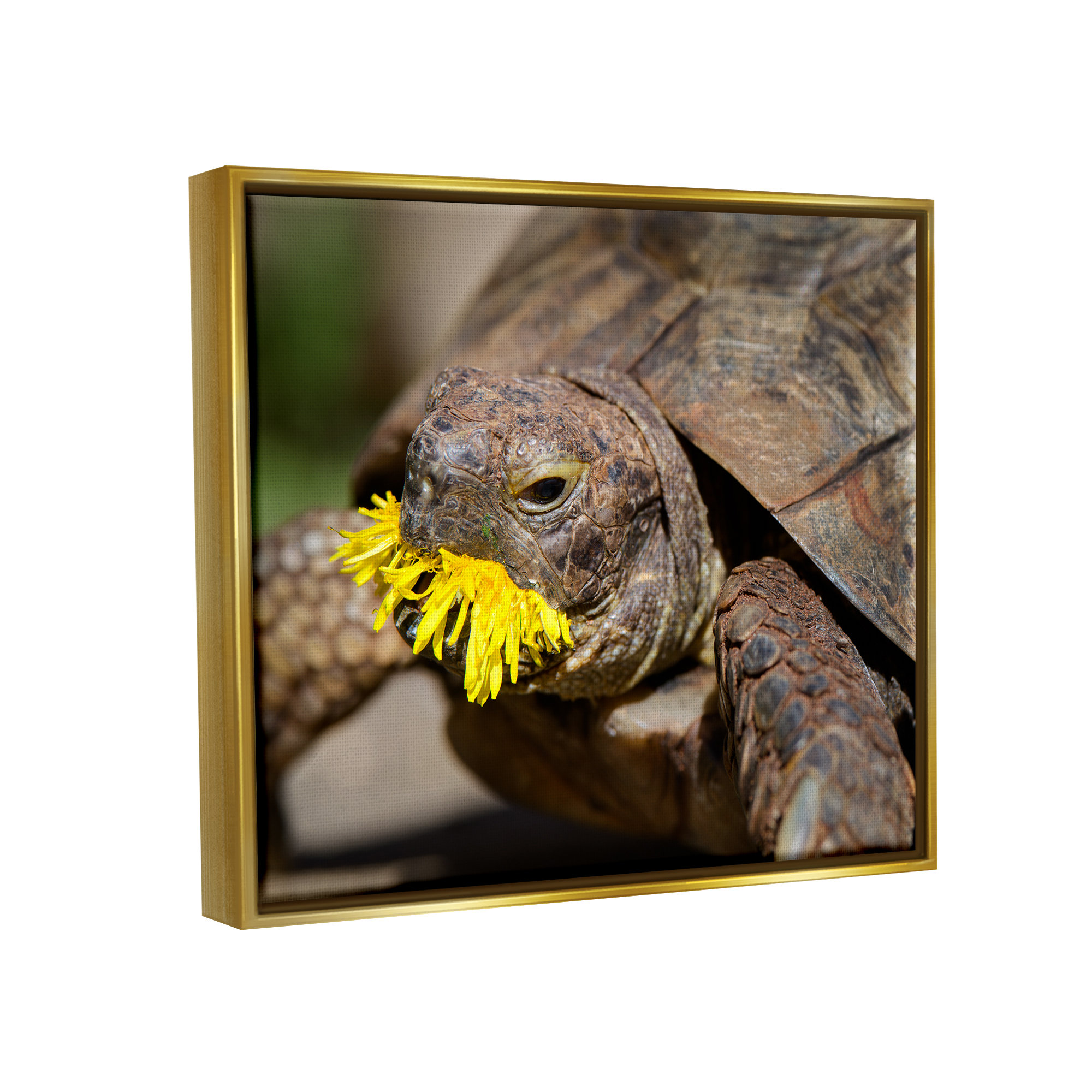 Stupell Industries Ba-367-Floater Turtle Eating Dandelion Framed On ...