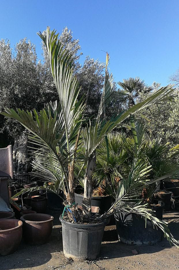 Wekiva Foliage LLC Dwarf Sugar Palm - Live Plant in a 3 Gallon Pot ...