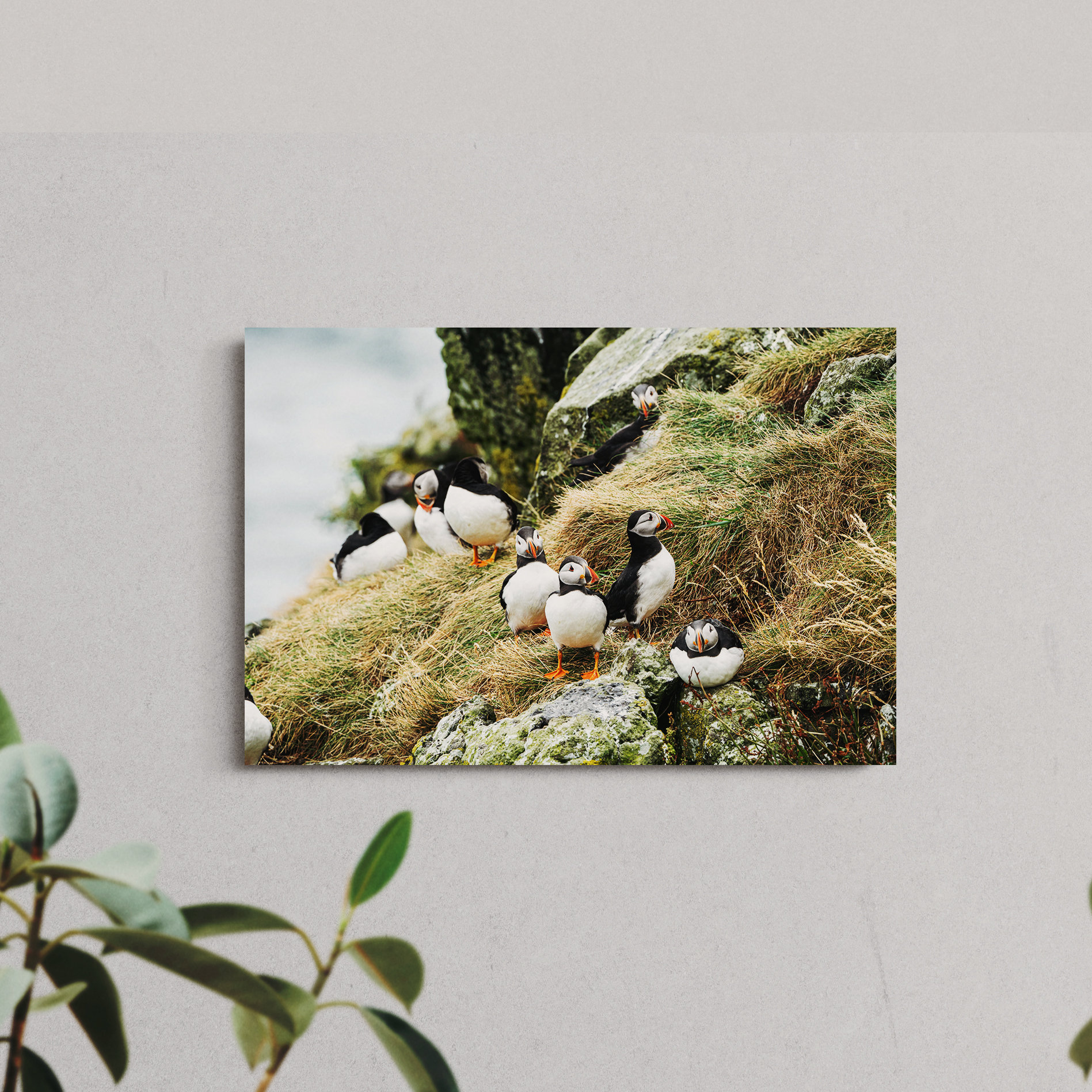 Latitude Run® Atlantic Puffins on Rocks | Wayfair