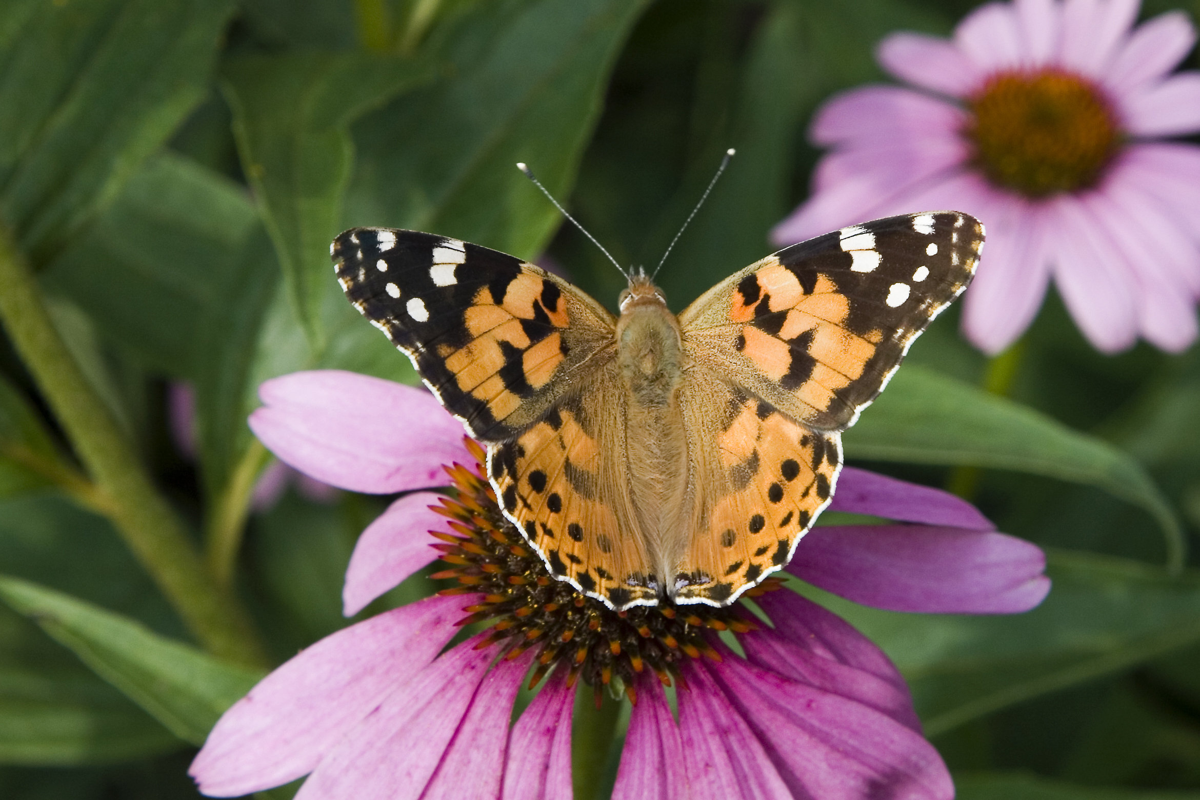 Gracie Oaks Destyn Painted Lady On Canvas by Albydetweede Photograph ...