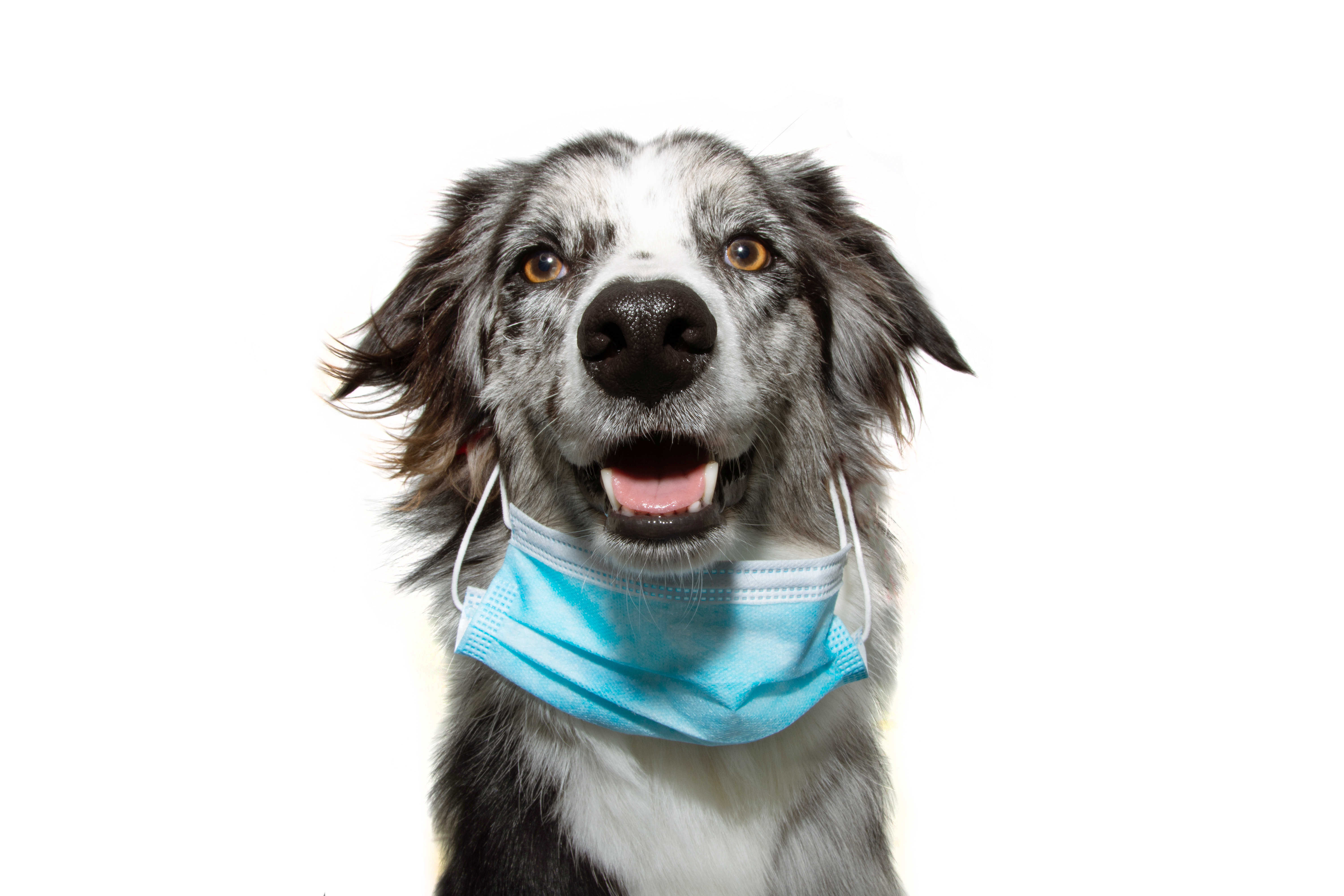 Ebern Designs Dog Wearing Mask - Wrapped Canvas Photograph | Wayfair