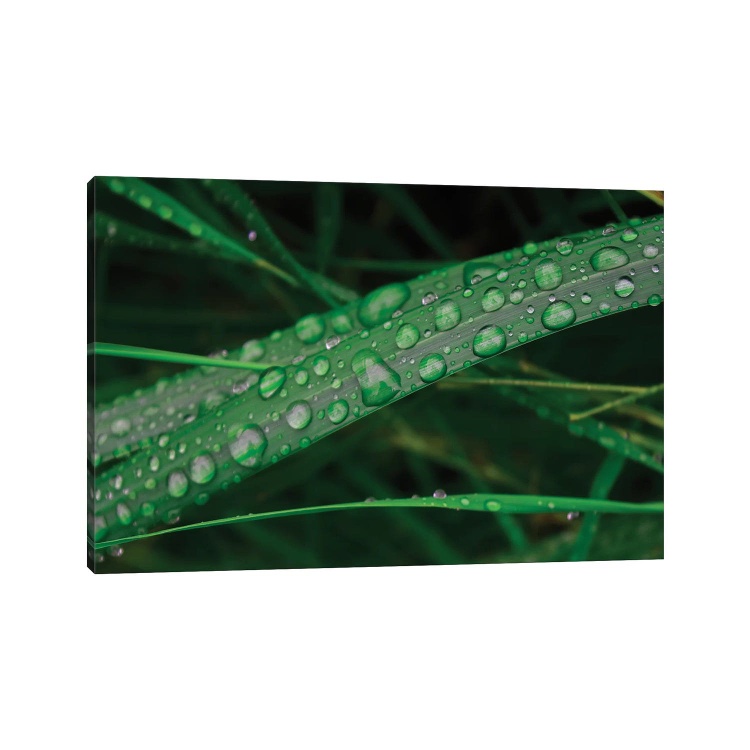 Latitude Run Rain Drop Beach Grass by Savanah Plank - Wrapped Canvas ...