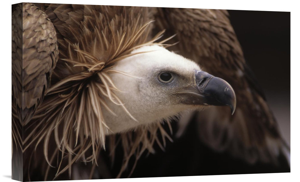 East Urban Home Europe Griffon Vulture Adult Portrait - Photograph ...