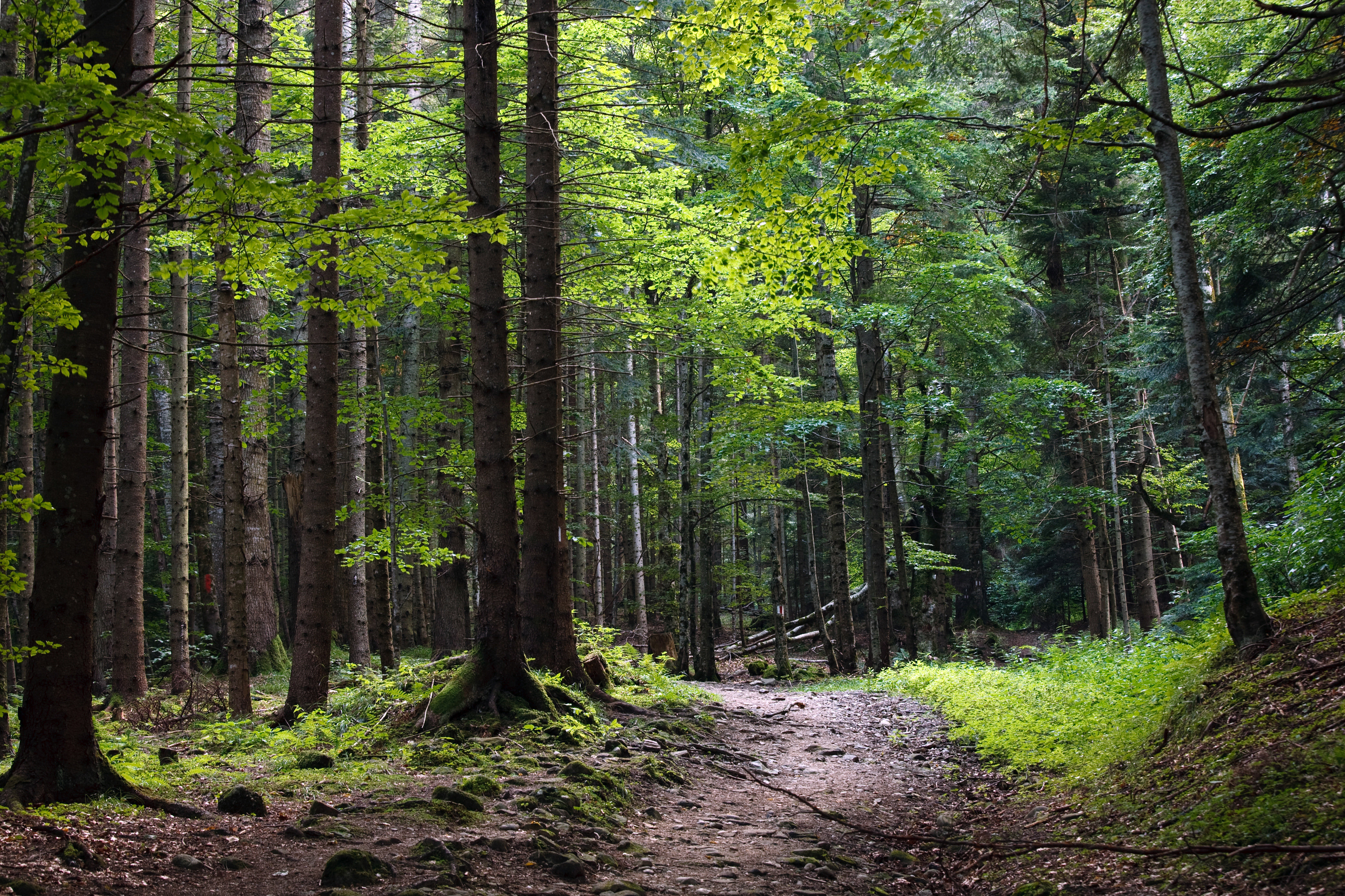Millwood Pines Anhua Dark Forest | Wayfair