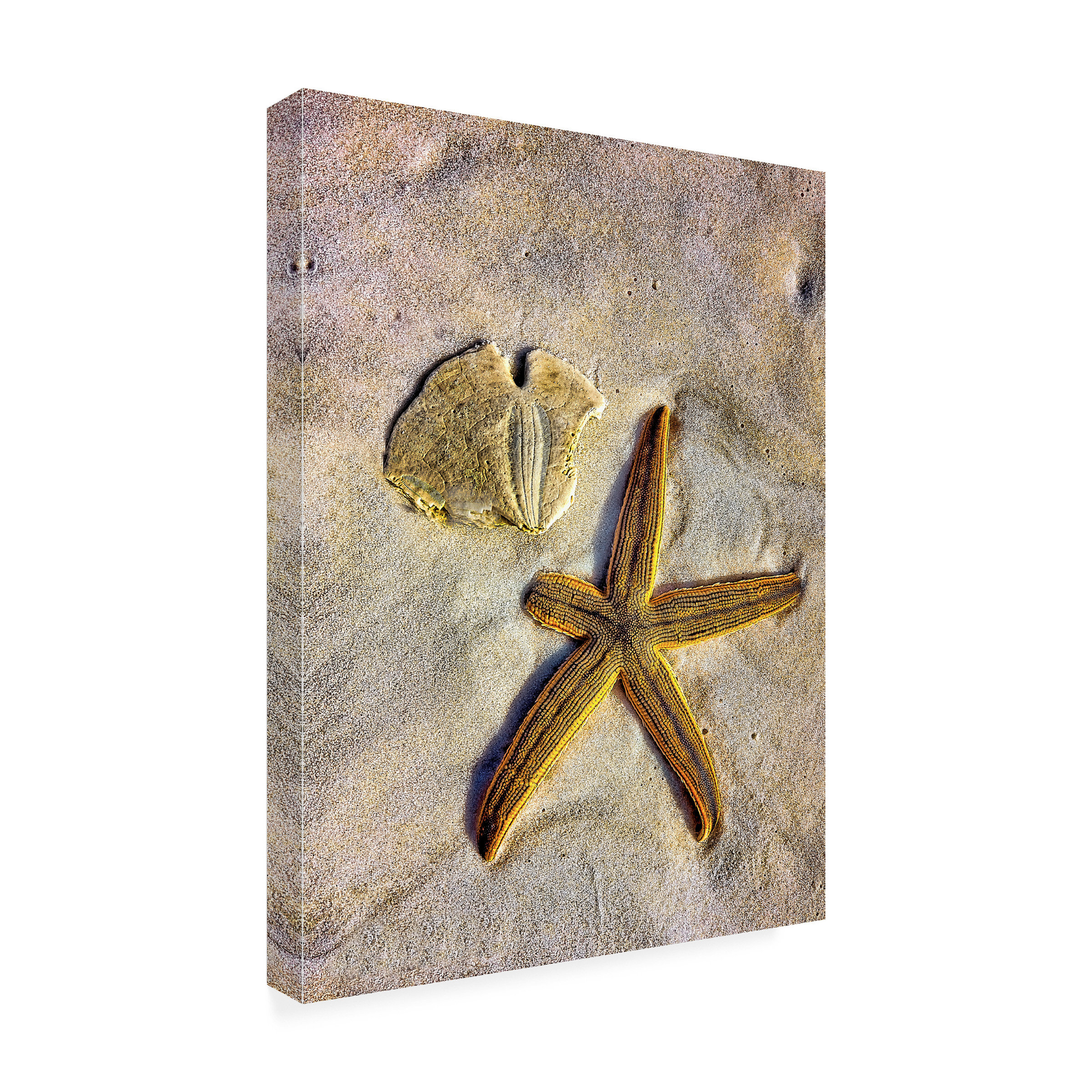 Rosecliff Heights Martin Fine Photography ''Beach Still Life'' Canvas ...