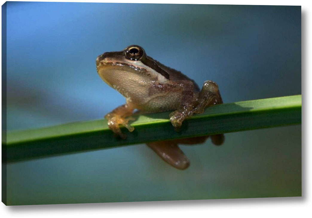 Bay Isle Home™ 'CA, San Diego, Mission Trails a Baby Tree Frog ...