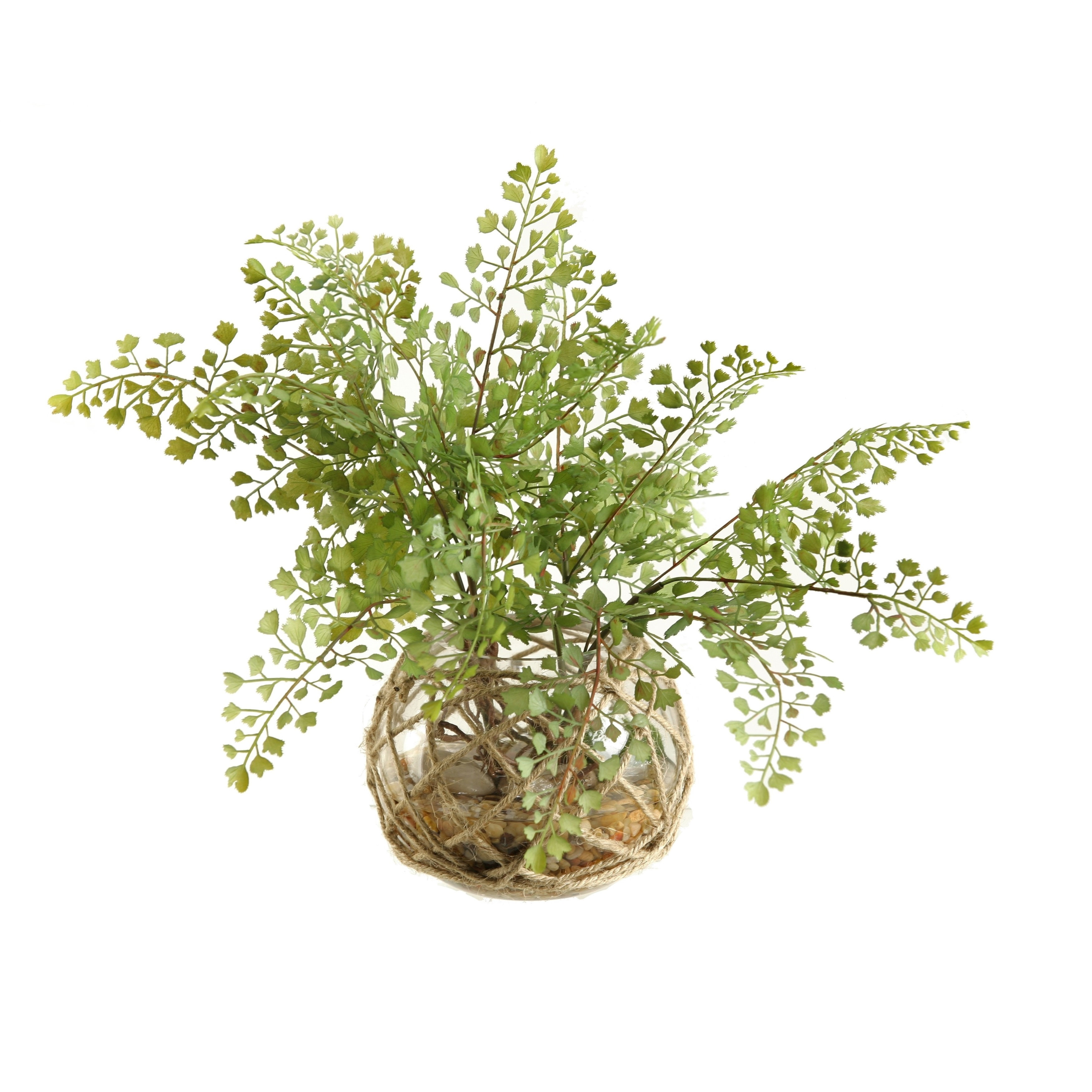 Symple Stuff Flat Iron Fern Desk Top Plant in Bowl & Reviews | Wayfair