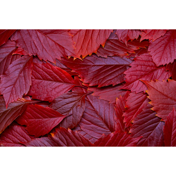 Latitude Run Achim Autumn Leaves - Wrapped Canvas Print | Wayfair.co.uk