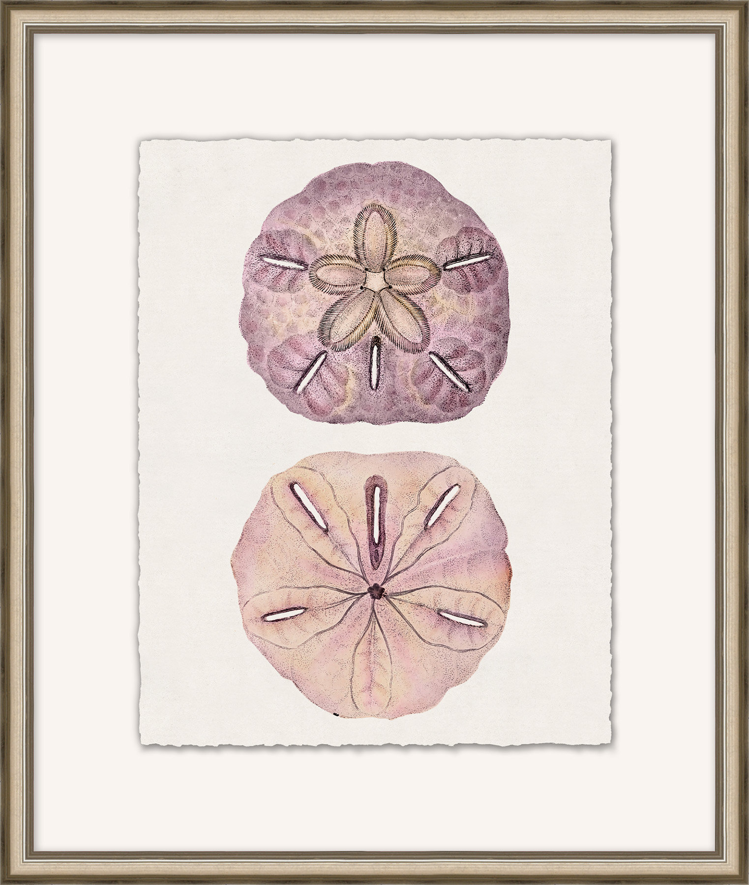 Wendover Art Group Mauve Shell Study 6 - Picture Frame Painting on ...
