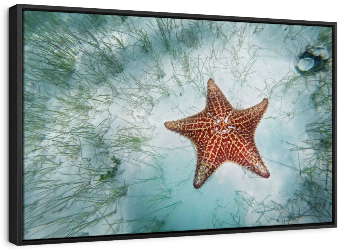 Rosecliff Heights Shallows Starfish Canvas Print | Wayfair