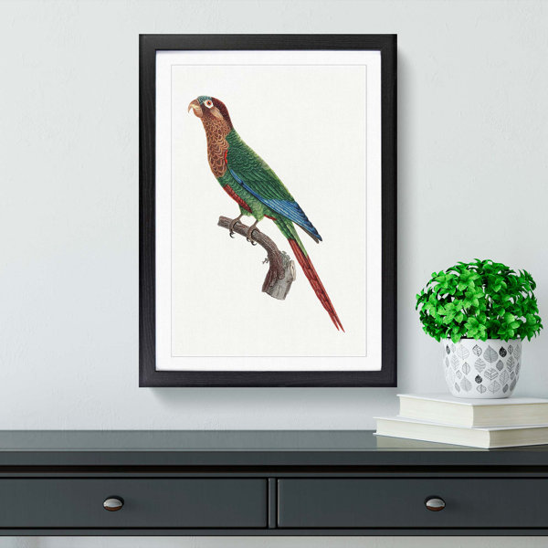 East Urban Home Wave-Breasted Parakeet by F. Levaillant - Picture Frame ...