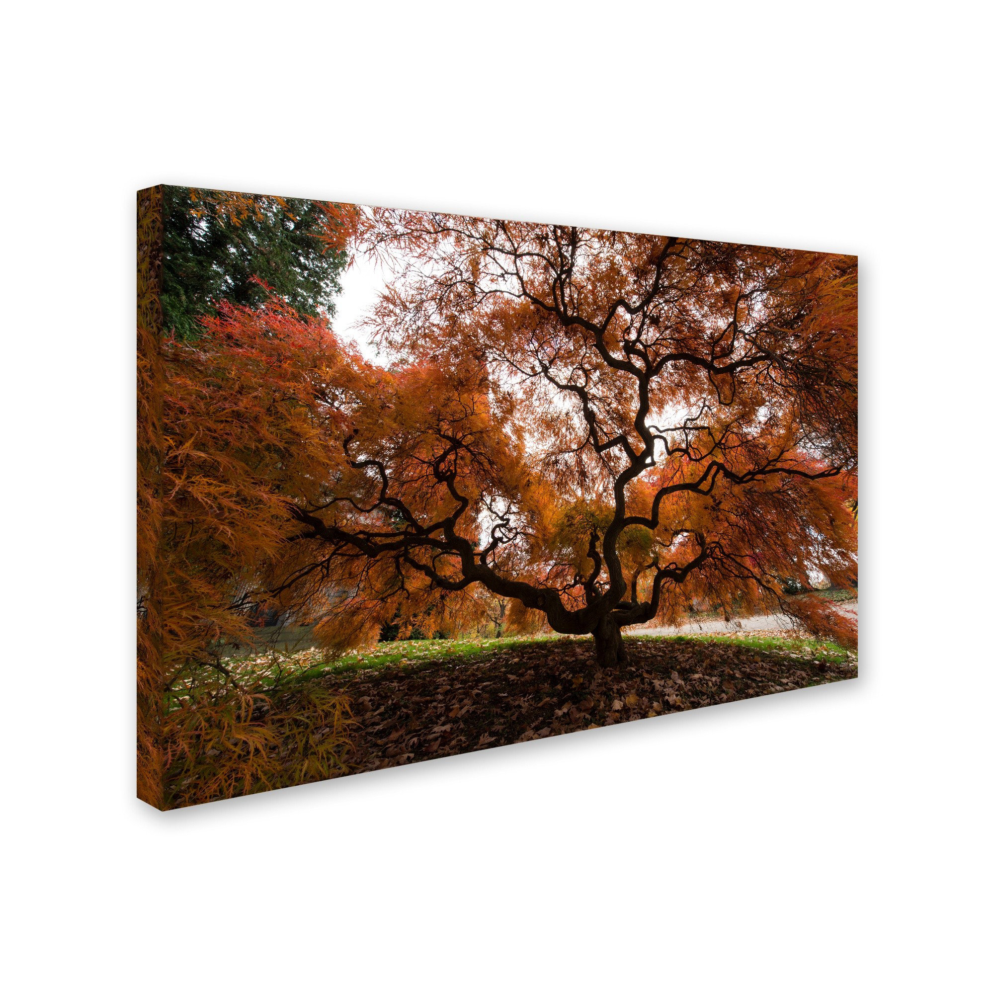 Charlton Home Autumn Japanese Maple Tree by Kurt Shaffer - Photograph ...