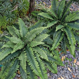 Primrue Artificial Ferns For Outdoors, Set Of 2 Bouquets Small Fake ...