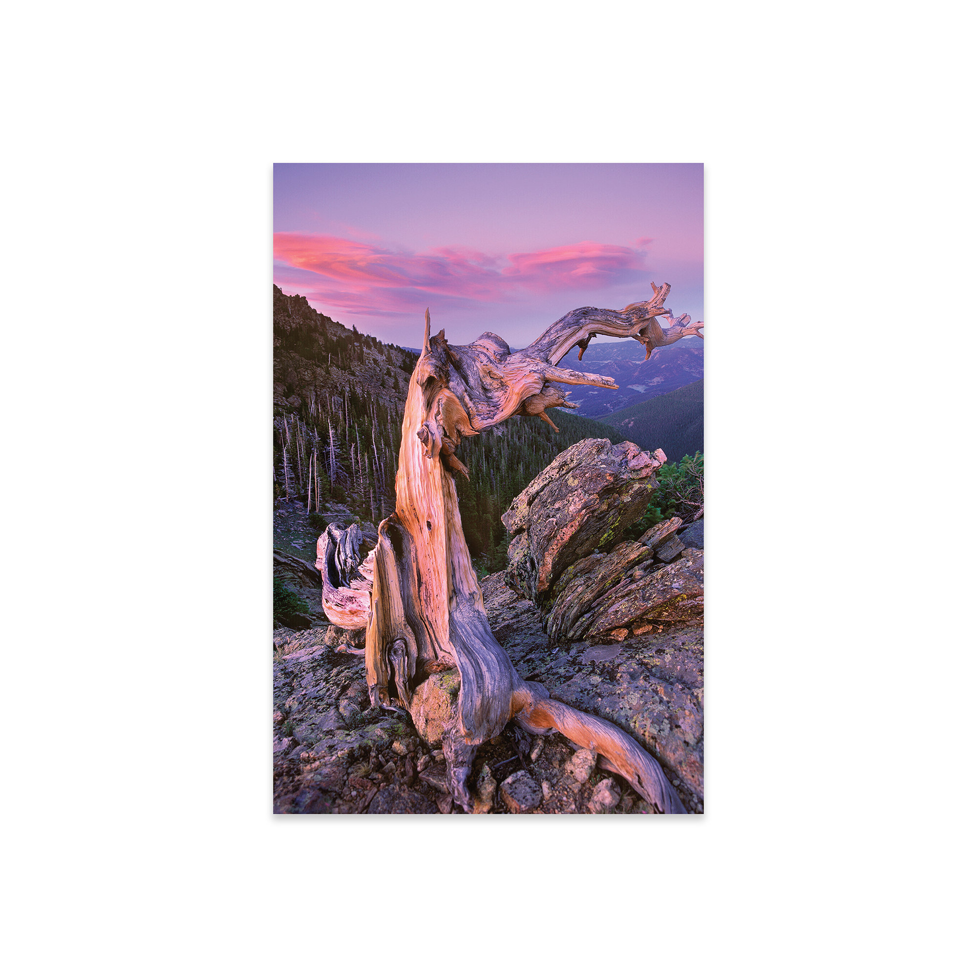 Millwood Pines Rocky Mountains Bristlecone Pine Tree Overlooking Forest ...