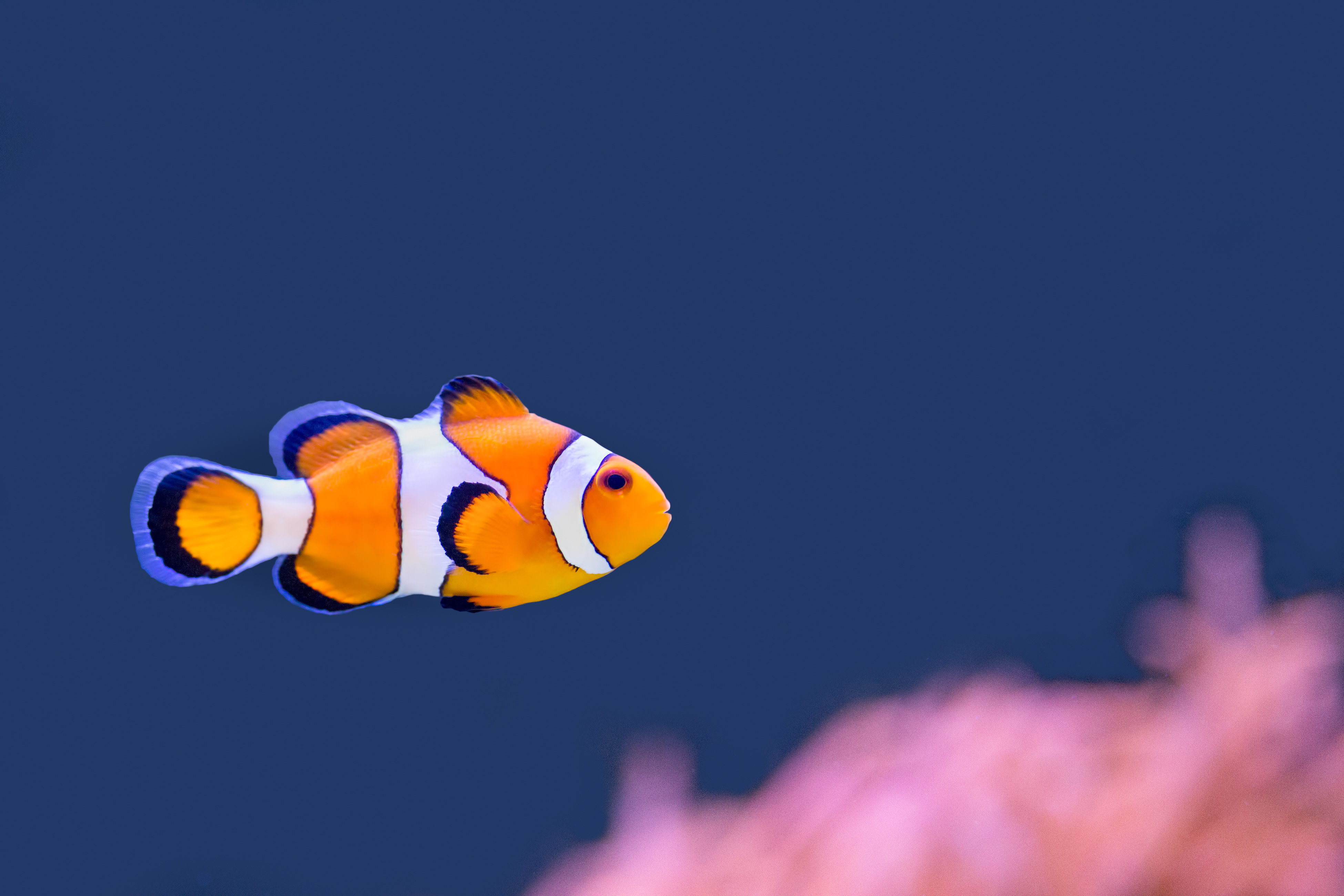 Highland Dunes Clown Fish by Ben-Schonewille - Wrapped Canvas ...