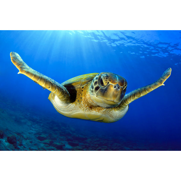 Bay Isle Home Flying Green Turtle by DavidCarbo - Wrapped Canvas ...