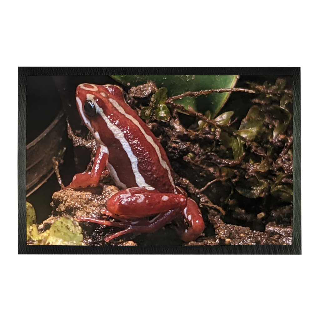 East Urban Home Redfrog 23.6" x 15.7" Non-Slip Outdoor Door Mat | Wayfair