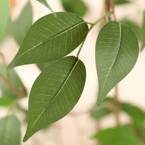 Primrue Adcock Faux Ficus Tree with Round White Planter, Pre Potted ...