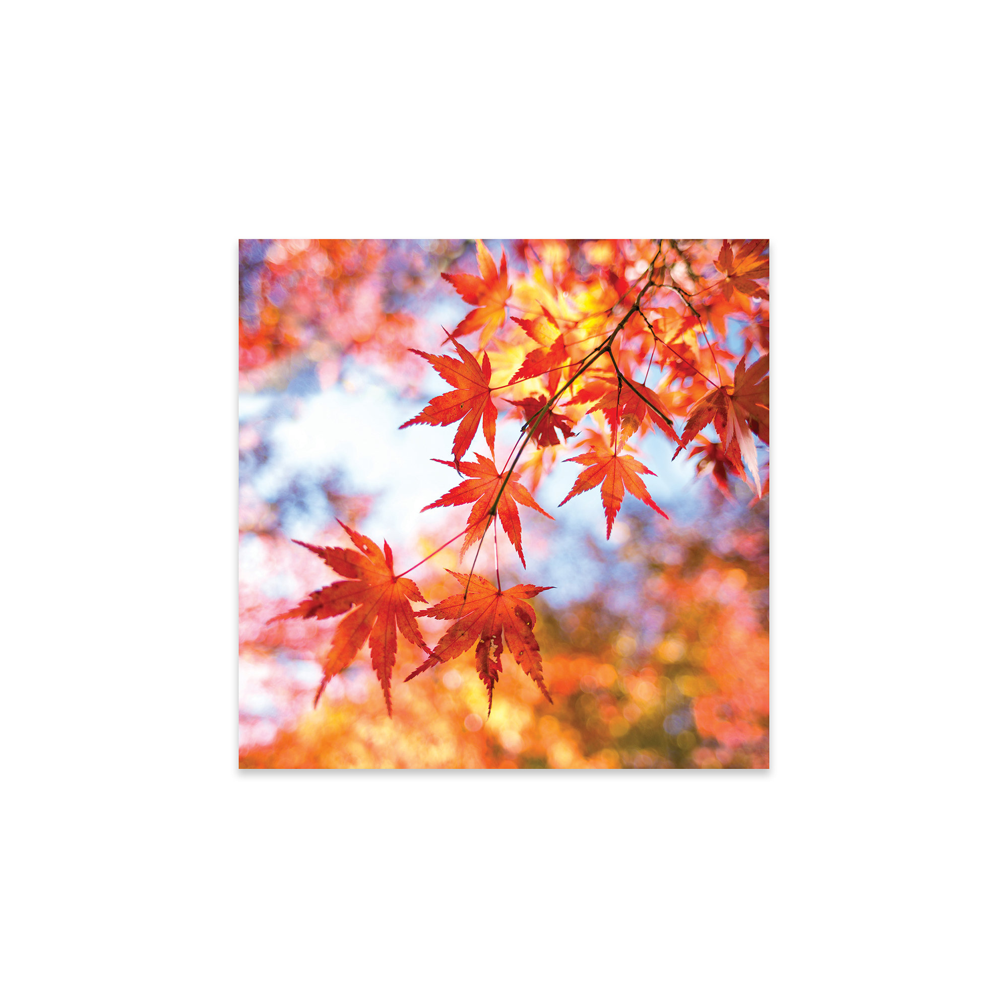 Ebern Designs Japanese Maple Tree In Autumn Print On Acrylic Glass ...