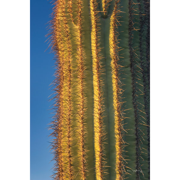 Union Rustic Fosnot Single Saguaro On Canvas by Alan Majchrowicz Print ...