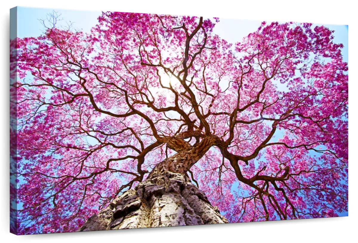 Lark Manor™ Harnek Pink Lapacho Tree | Wayfair