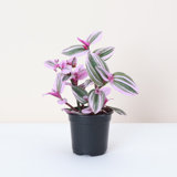 Luxury Live Plants | Perigold