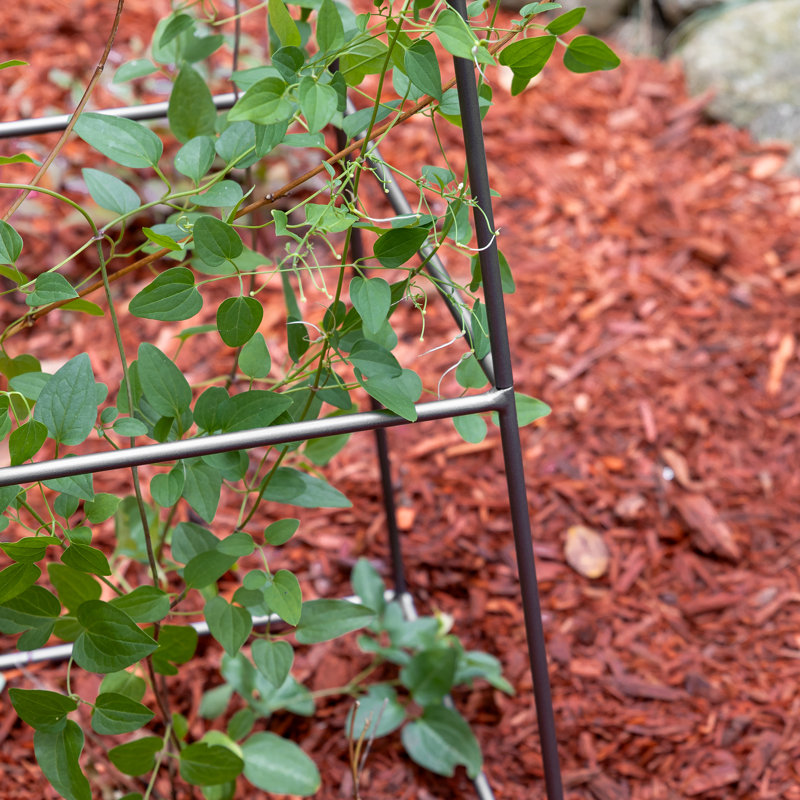 Achla Designs 3 Piece Plant Support Set | Wayfair