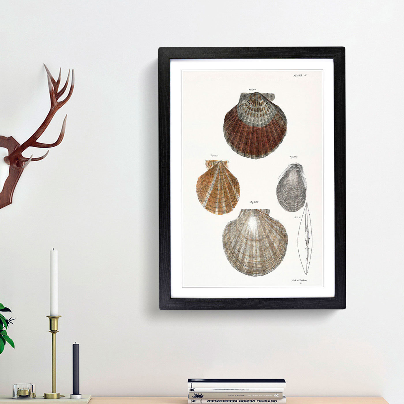 East Urban Home Types of Seashells PL. 11 by J.E. De Kay - Picture ...