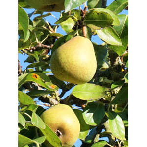 American Plant Exchange Fruit Trees Hood Pear Outdoor Landscape Tree ...