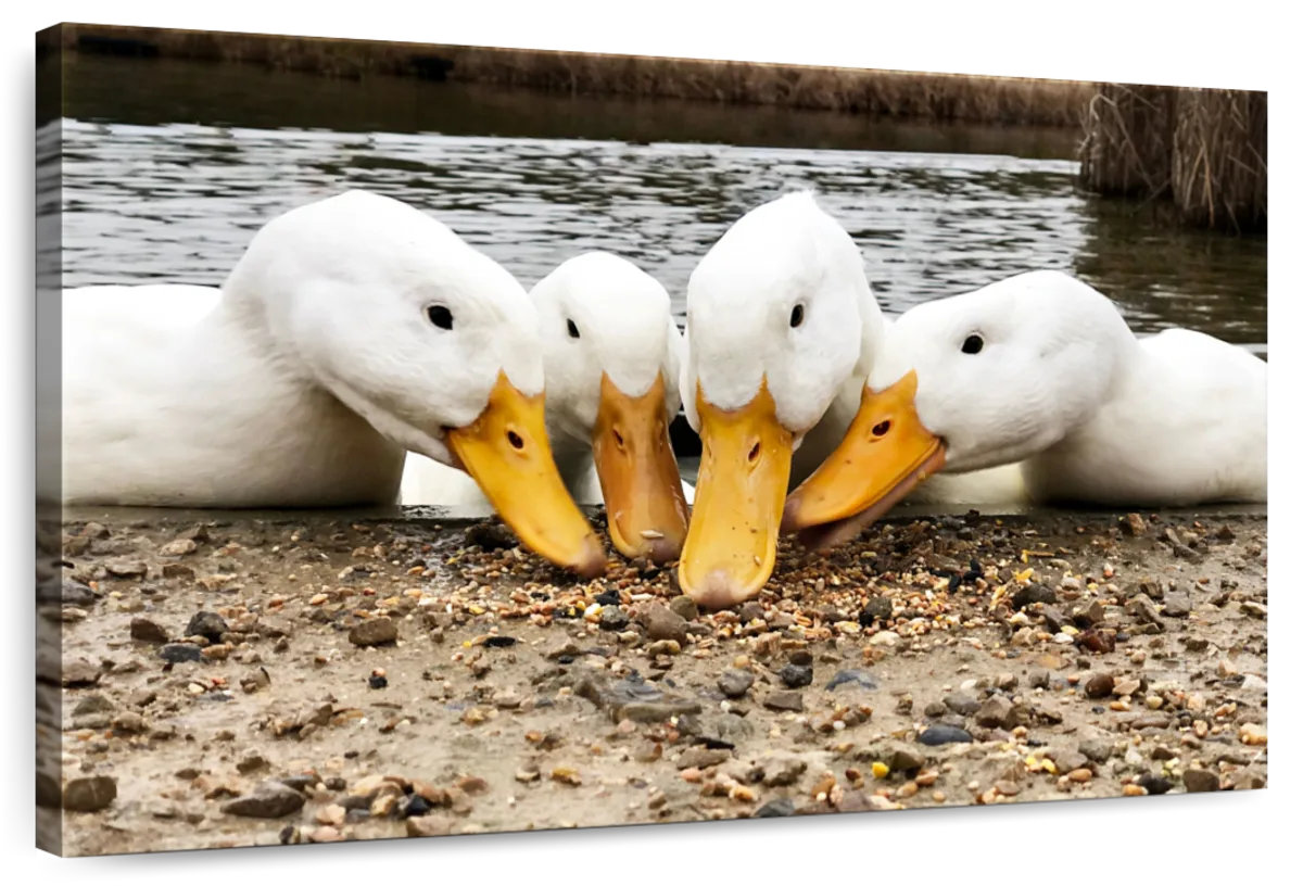 Elephant Stock American Pekin Ducks | Wayfair