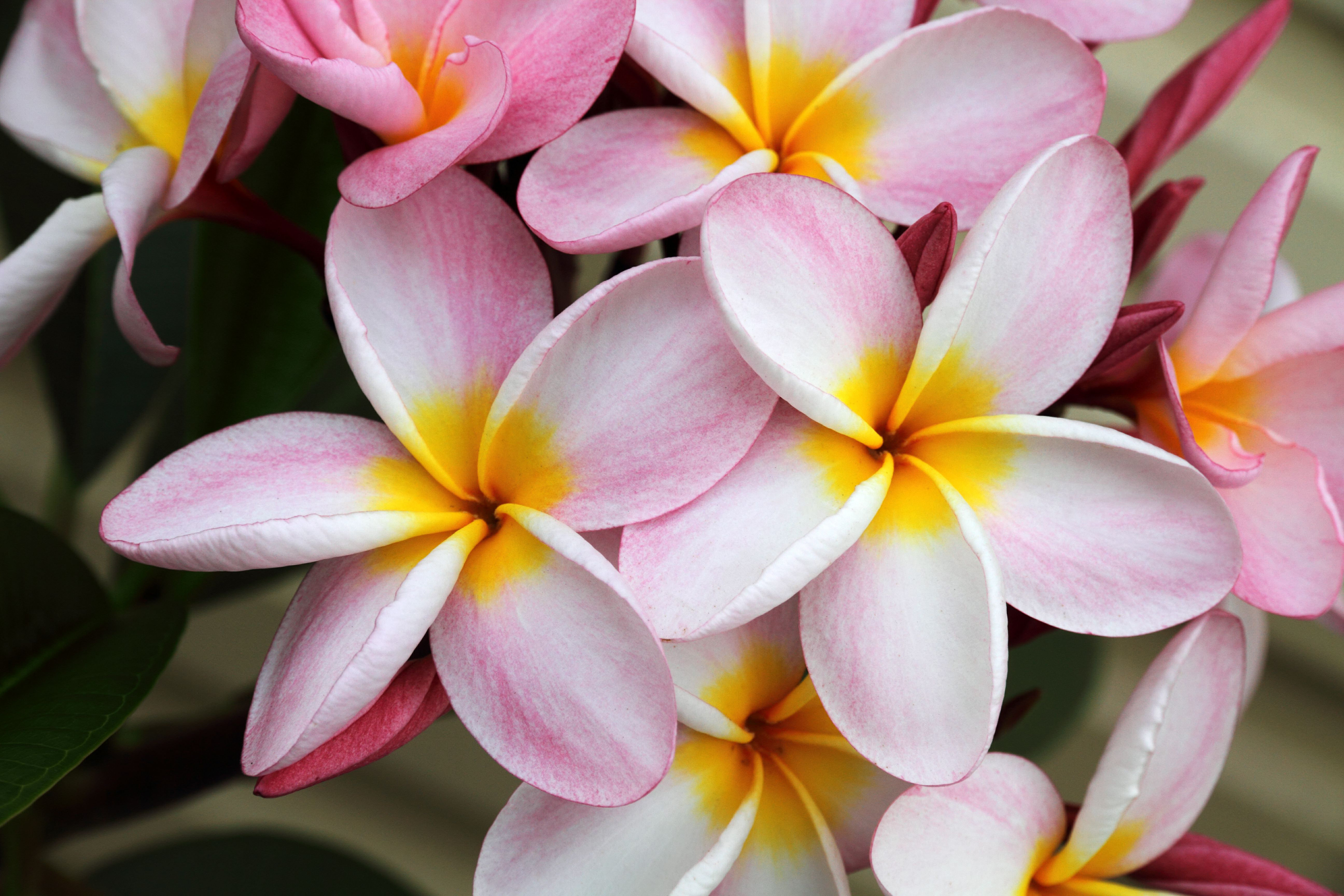 Ebern Designs Pink Frangipani (Plumeria) Flower by - Wrapped Canvas ...