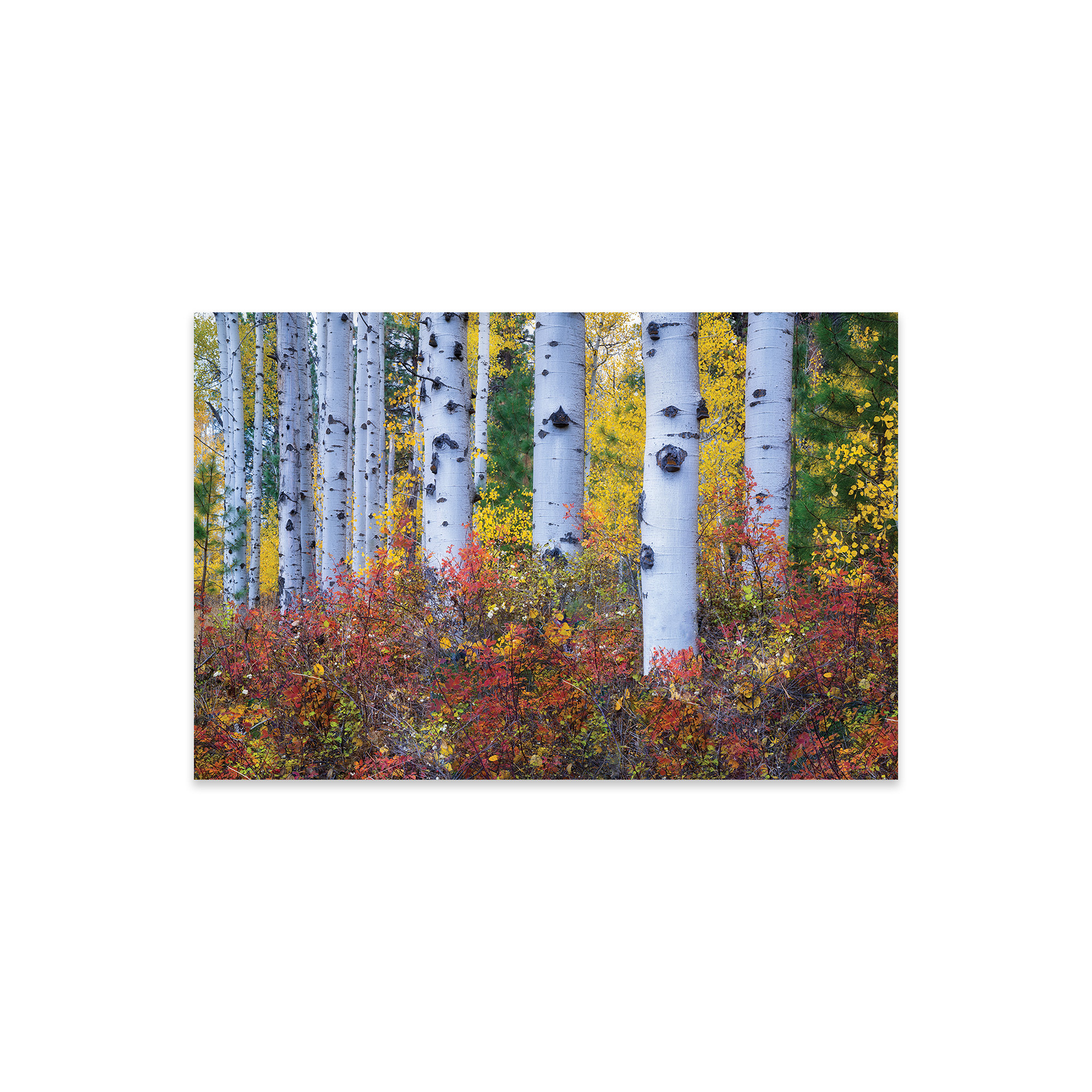 Millwood Pines Antina Aspen Color On Plastic/Acrylic by Dennis Frates ...