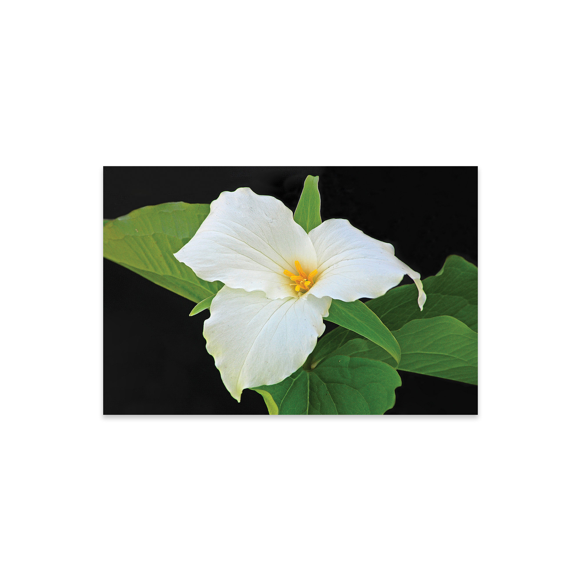 Ebern Designs Trillium On Plastic/Acrylic by Brian Wolf | Wayfair