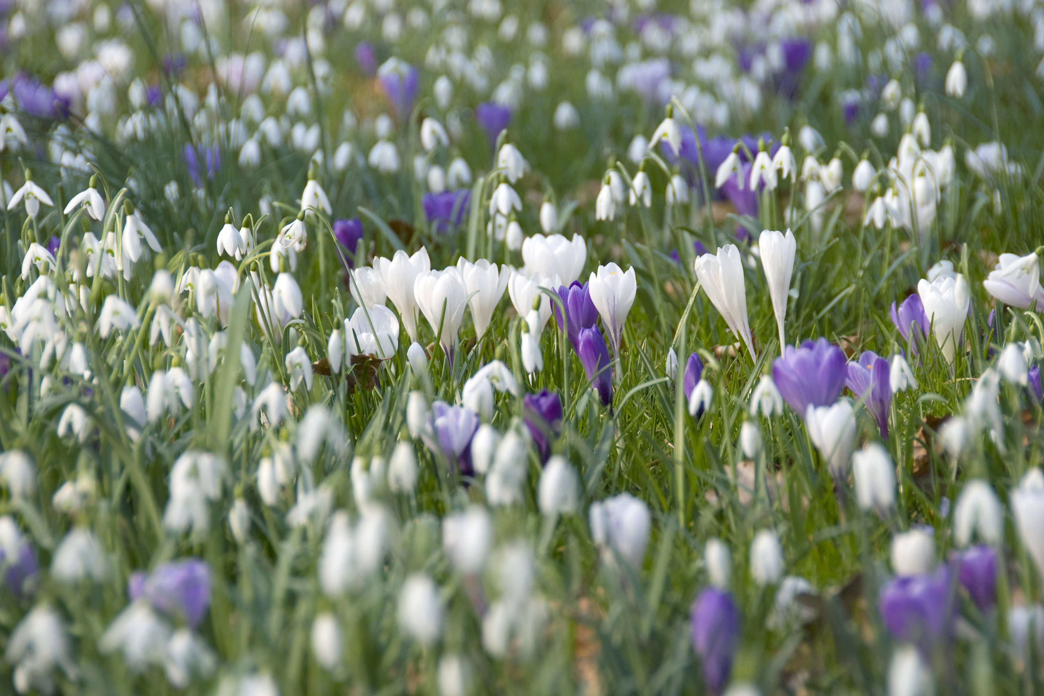 Ebern Designs Spring Time by Frankvandenbergh | Wayfair