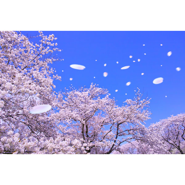 Ebern Designs " Scattering Petals From Cherry Tree " by 7Maru | Wayfair