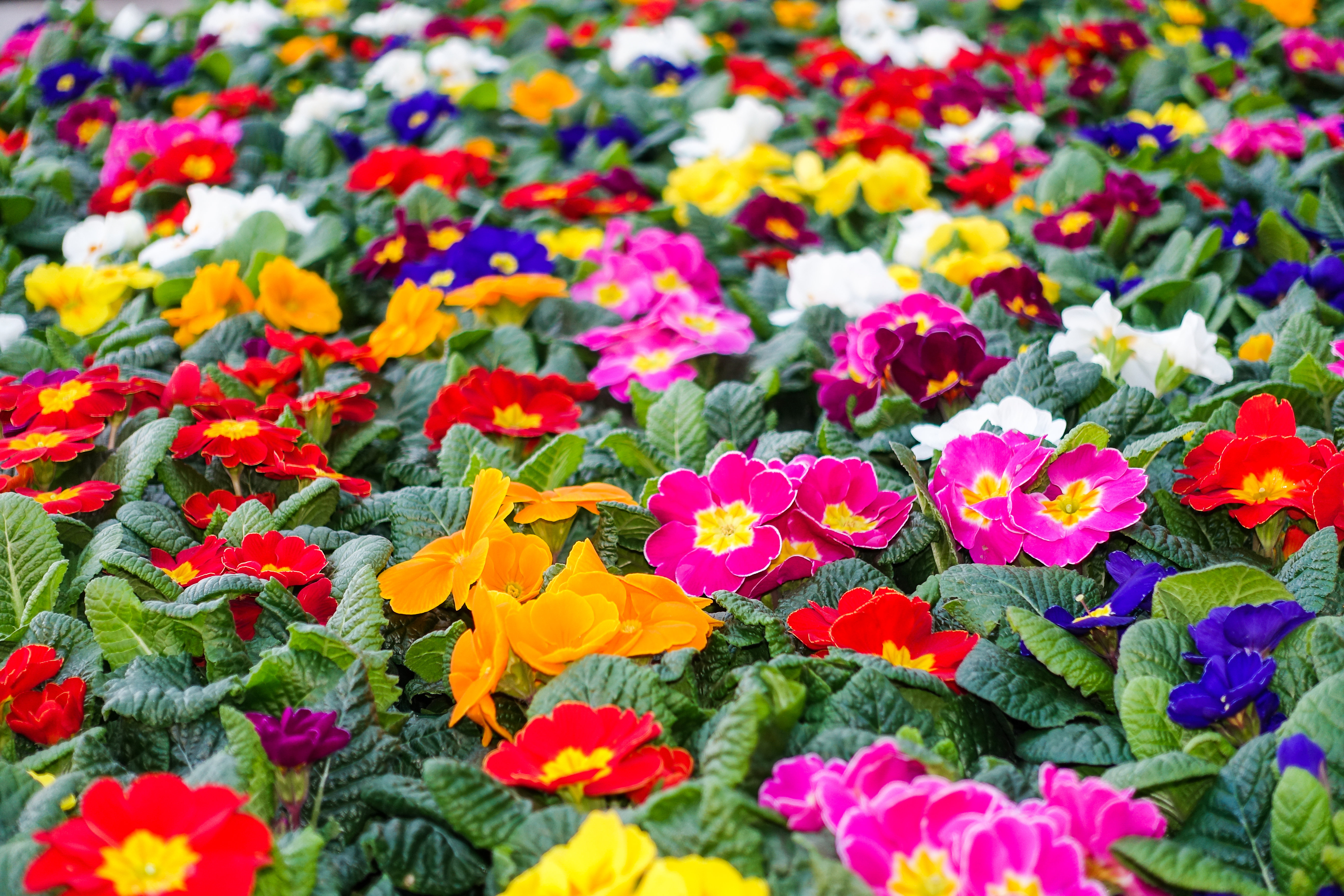 Ebern Designs Colorful Flowerbed With Assortment Of Primroses On Canvas ...