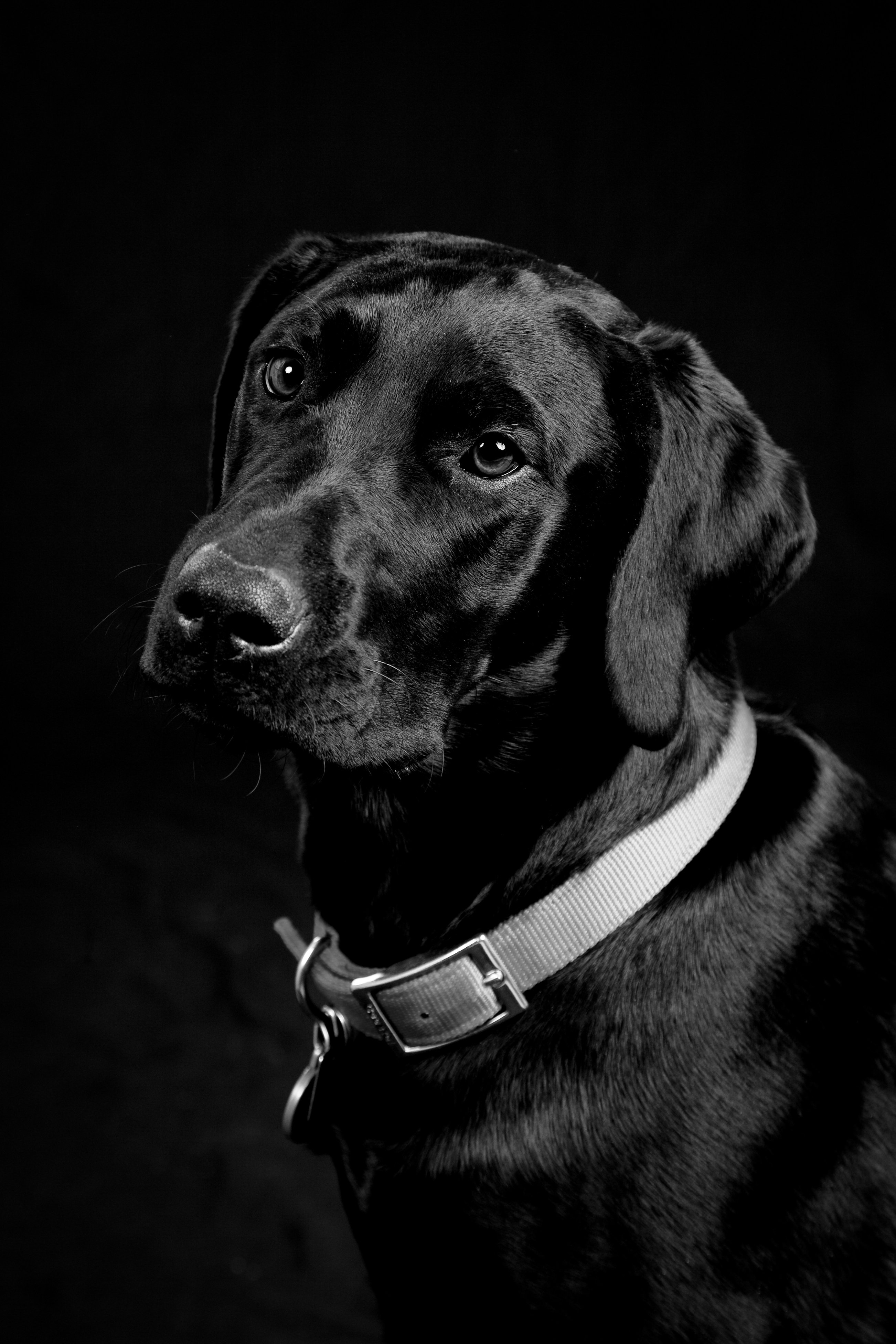 Hokku Designs Deroo Black Labrador On Canvas by Jules33 Photograph ...