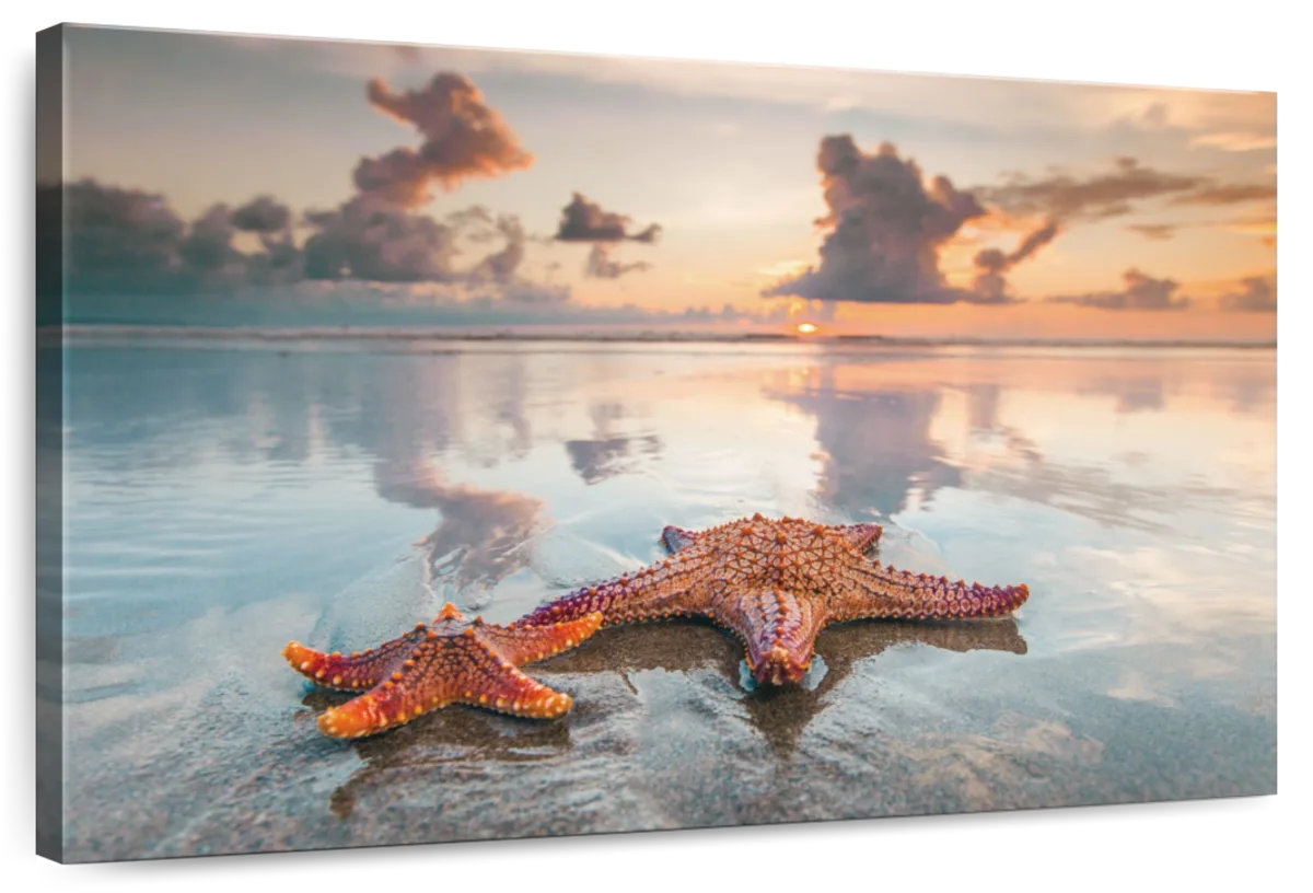 Elephant Stock Double Six Beach Starfish - Wayfair Canada