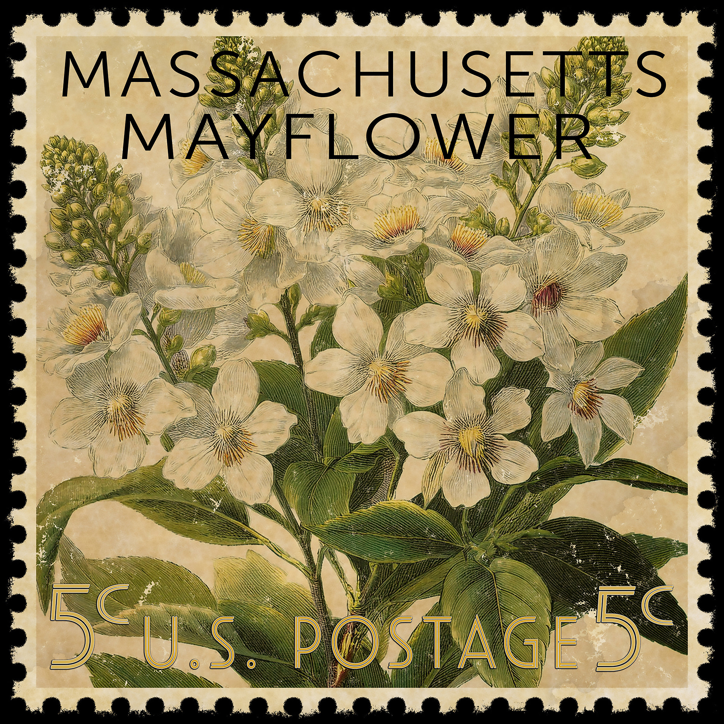Trinx Massachusetts State Flower Mayflower Postage Stamp by Grotto ...